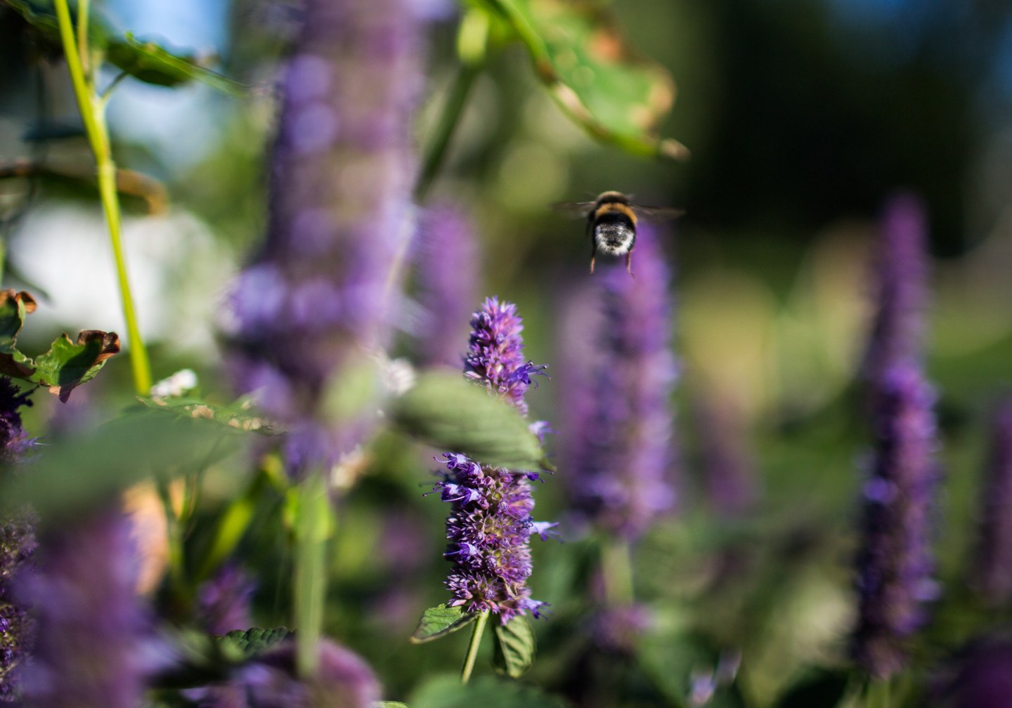Bees in Urban Environments